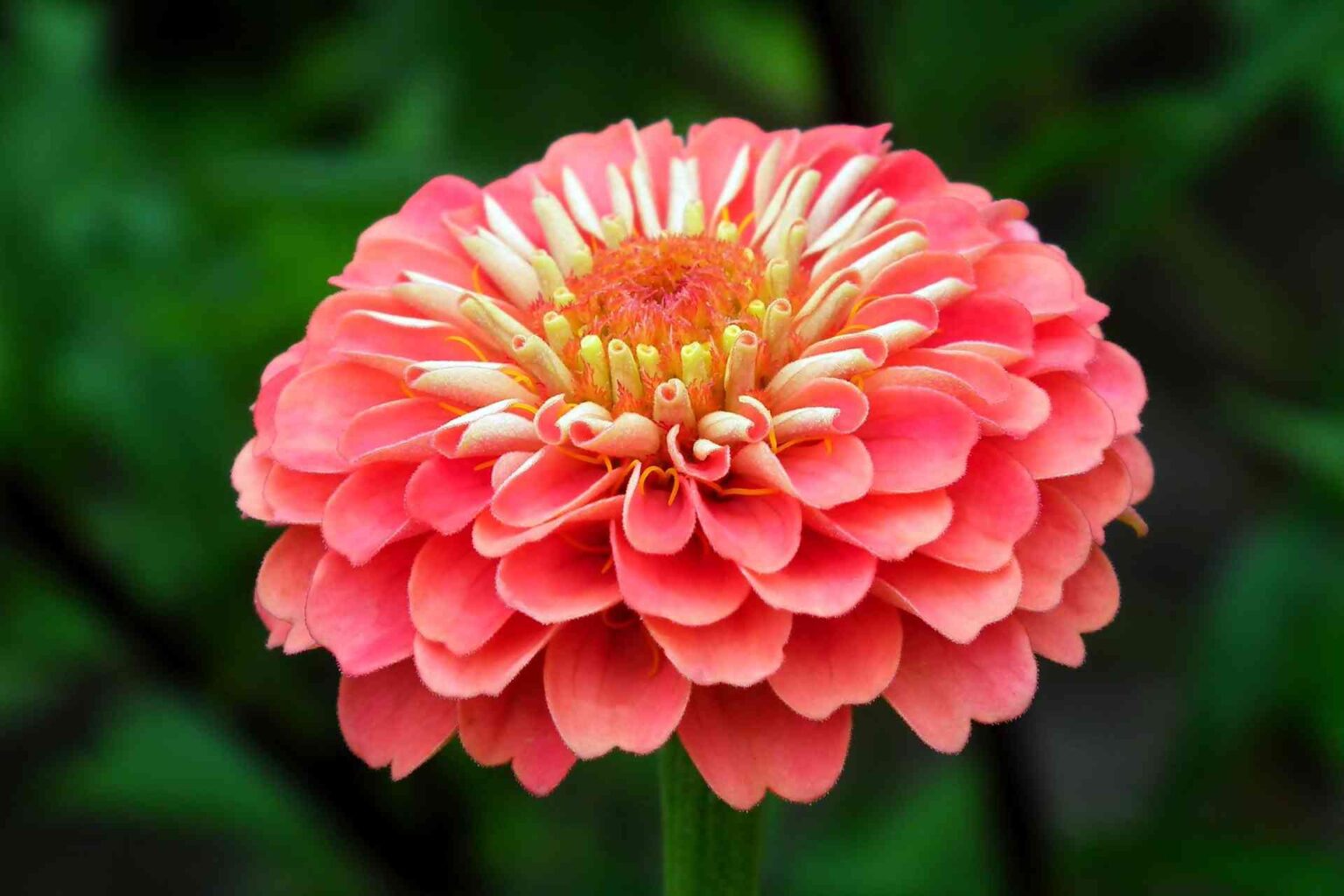 Zínia: A Flor de Mil Cores que Vai Deixar Seu Quintal Irresistível ...
